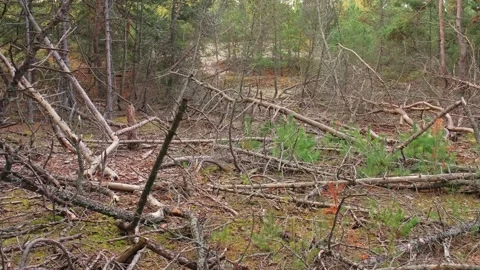 Spooky Forest with Withered Broken Trees... | Stock Video | Pond5