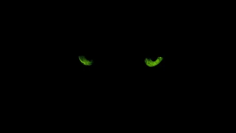 Spooky Green Animal Eyes In The Dark | Stock Video | Pond5