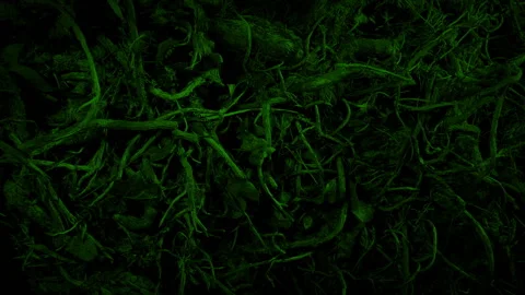 Spooky Green Wall Of Overgrown Plants An... | Stock Video | Pond5
