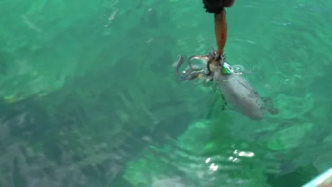 Squid Lures Stock Videos – Royalty-Free HD & 4K Videos