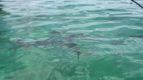 Squid Lures Stock Videos – Royalty-Free HD & 4K Videos