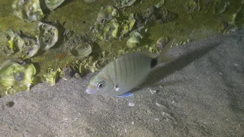 Pinfish Stock Footage ~ Royalty Free Stock Videos | Pond5