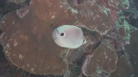 The spotfin butterfly fish (Chaetodon oc... | Stock Video | Pond5