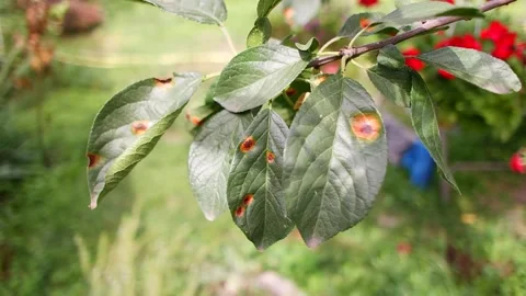 Mushrooms Diseases Stock Video Footage | Royalty Free Mushrooms ...