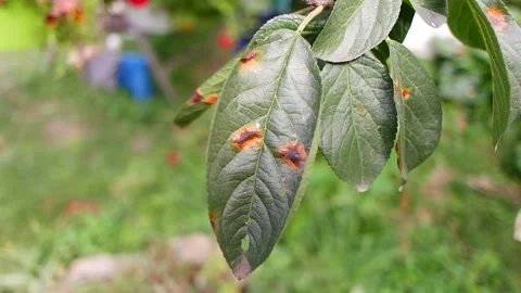 Mushrooms Diseases Stock Video Footage | Royalty Free Mushrooms ...