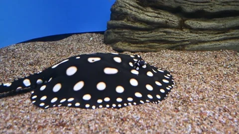 Black Spotted Ray Stock Footage ~ Royalty Free Stock Videos | Pond5