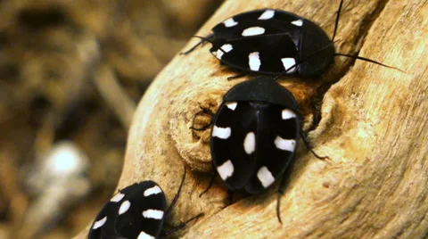 Spotted Cockroach | Stock Video | Pond5