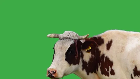 Green Screen Cow Stock Video Footage | Royalty Free Green Screen Cow ...