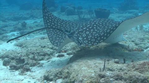 Spotted eagle ray eating from sand | Stock Video | Pond5