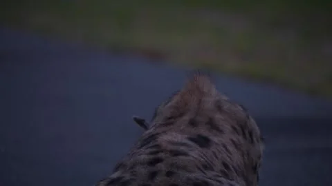 Spotted furry coat of spotted hyena lyin... | Stock Video | Pond5