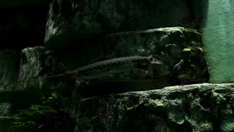 Spotted gar fish swimming slowly underwa... | Stock Video | Pond5