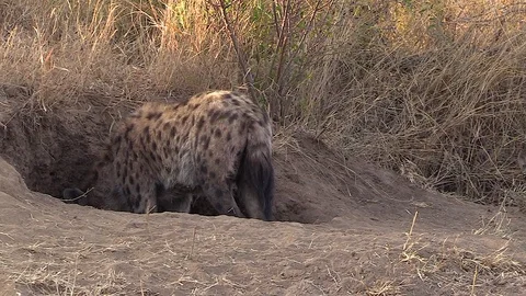 Sunset and Hyena Stock Video Footage | Royalty Free Sunset and Hyena ...