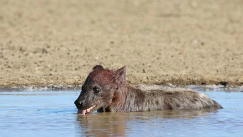 Spotted hyena wallowing and drinking wat... | Stock Video | Pond5