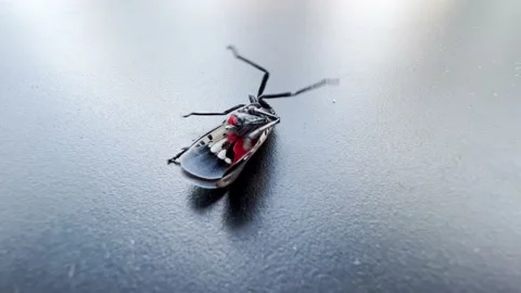 Spotted Lanternfly Stuck on Its Back | Stock Video | Pond5