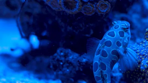 Spotted Mandarin goby fish close up 4k 7... | Stock Video | Pond5