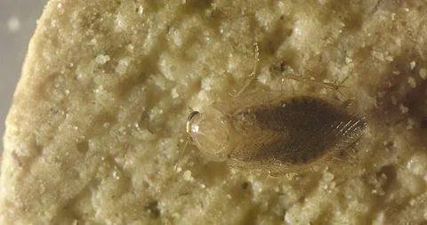 Spotted Mediterranean cockroach roach fe... | Stock Video | Pond5