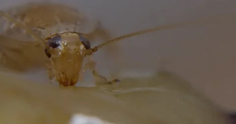 Dry Cockroach Stock Footage ~ Royalty Free Stock Videos | Pond5