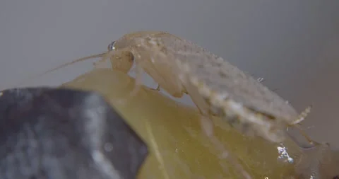 Spotted Mediterranean roach feeding, sid... | Stock Video | Pond5