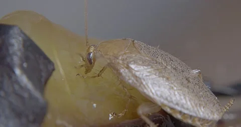 Dry Cockroach Stock Footage ~ Royalty Free Stock Videos | Pond5