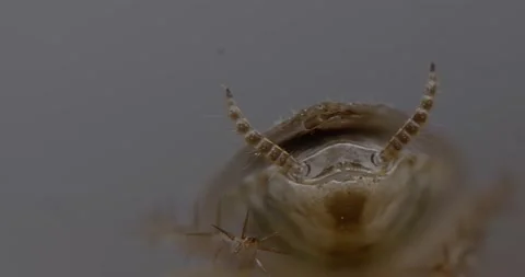 Spotted Mediterranean roach posterior co... | Stock Video | Pond5