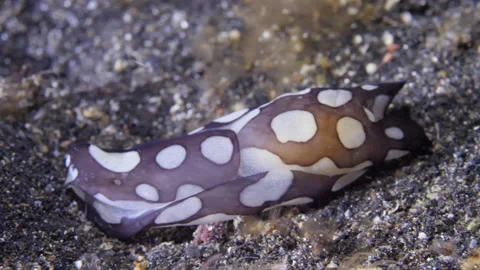 Spotted sea slugs is fascinating underwa... | Stock Video | Pond5