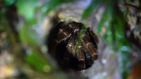 Spotted Tarantula Spider (Theraphosidae)... | Stock Video | Pond5