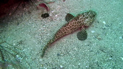 Spotted tropical fish on blue background... | Stock Video | Pond5