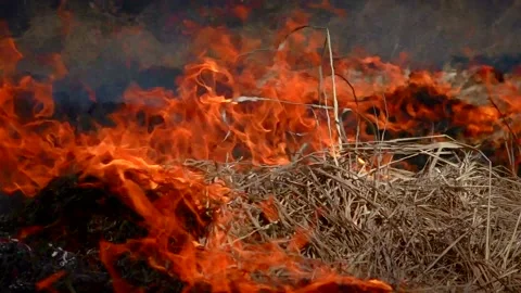 Trees From Elemental Stock Videos – Royalty-Free HD & 4K Videos | Pond5