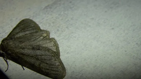 The spreaded wings of a large hairy moth... | Stock Video | Pond5