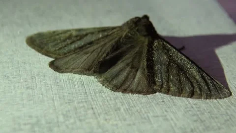 The spreaded wings of a large hairy moth... | Stock Video | Pond5