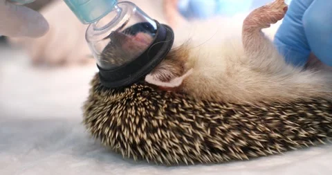 Cute Spreads Legs Stock Footage ~ Royalty Free Stock Videos | Pond5