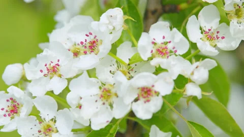 Spring background with white pear blosso... | Stock Video | Pond5
