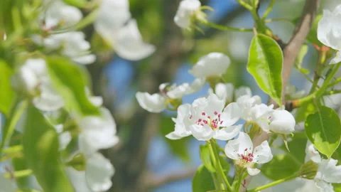 Spring background with white pear blosso... | Stock Video | Pond5