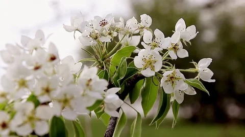 Spring Floral Border Stock Videos – Royalty-Free HD & 4K Videos
