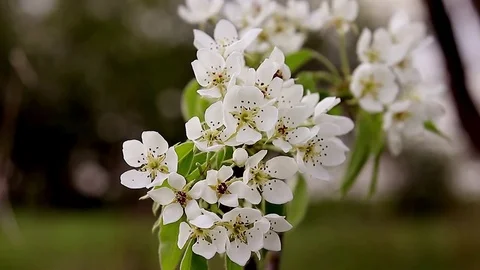 Spring Floral Border Stock Videos – Royalty-Free HD & 4K Videos