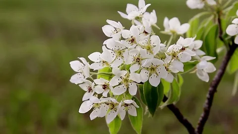 Spring Floral Border Stock Videos – Royalty-Free HD & 4K Videos