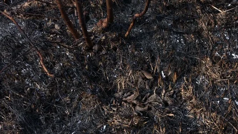 Rema Rema Stock Videos – Royalty-Free HD & 4K Videos