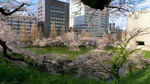Spring in central Tokyo, sakura blossoms... | Stock Video | Pond5