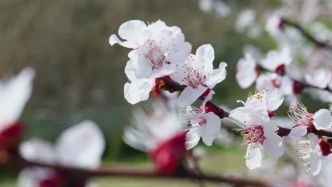 Spring Cherry Blossoms in Full Bloom Win... | Stock Video | Pond5
