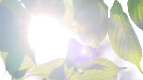 Spring day trees | Stock Video | Pond5