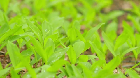 Spring in Europe. Freshness of spring in... | Stock Video | Pond5