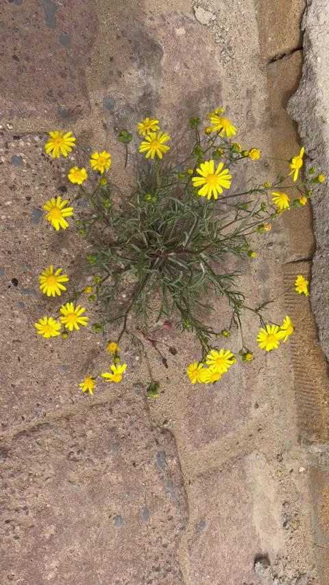 spring flowers in Kuwait video | Stock Video | Pond5