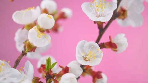 Apricot Stock Videos – Royalty-Free HD & 4K Videos