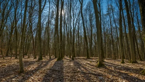 Spring forest with bald trees. 4k time-l... | Stock Video | Pond5