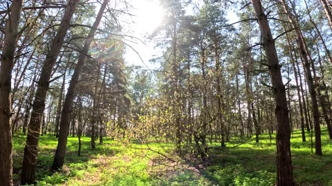 spring in the forest. tall trees and sun... | Stock Video | Pond5