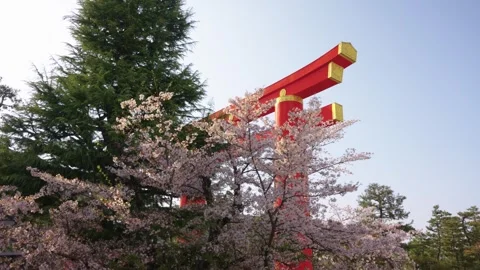 Japan Sakura Background Stock Videos – Royalty-Free HD & 4K Videos | Pond5