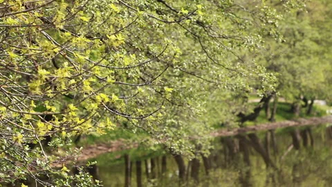 spring landscape abstract green backgrou... | Stock Video | Pond5