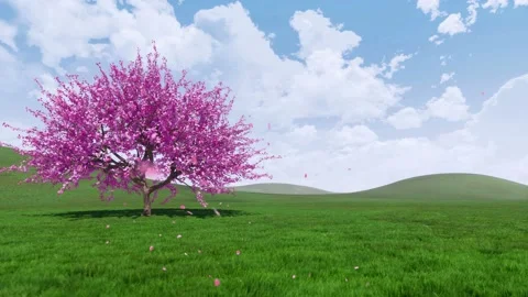 Spring landscape with blooming sakura ch... | Stock Video | Pond5