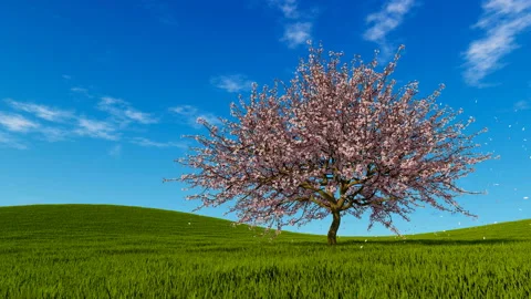 Single Cherry Blossom Stock Videos – Royalty-Free HD & 4K Videos