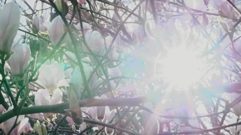Spring Magnolia Tree Branches with Rainb... | Stock Video | Pond5